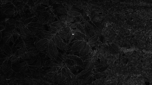 Pest Detection Using Image Processing - Abto Software