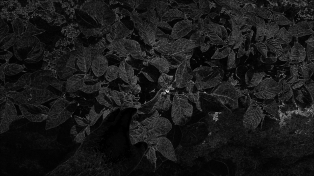 Pest Detection Using Image Processing - Abto Software